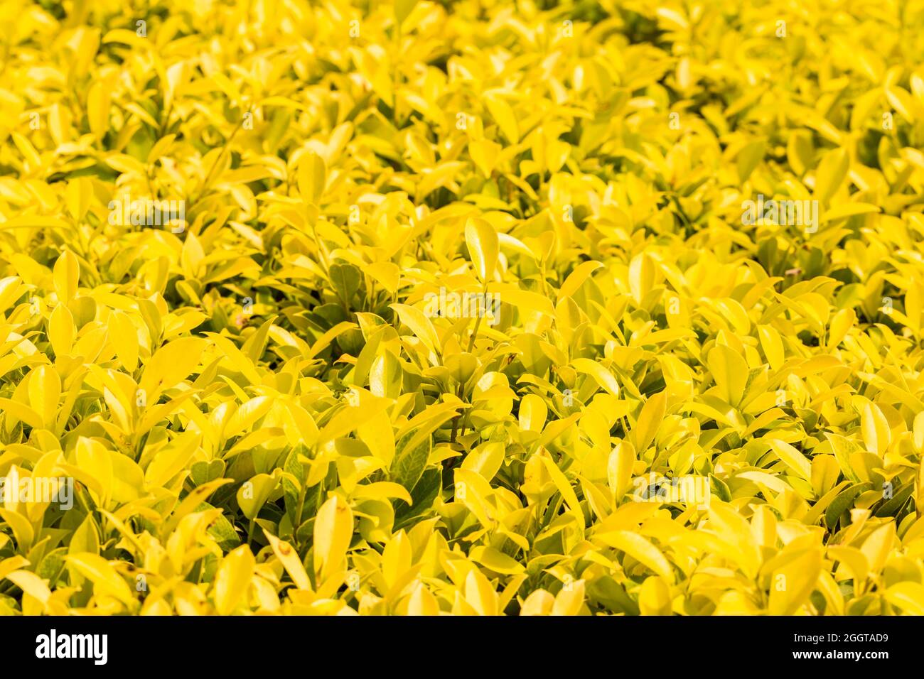 Yellow leaf nature background Stock Photo - Alamy