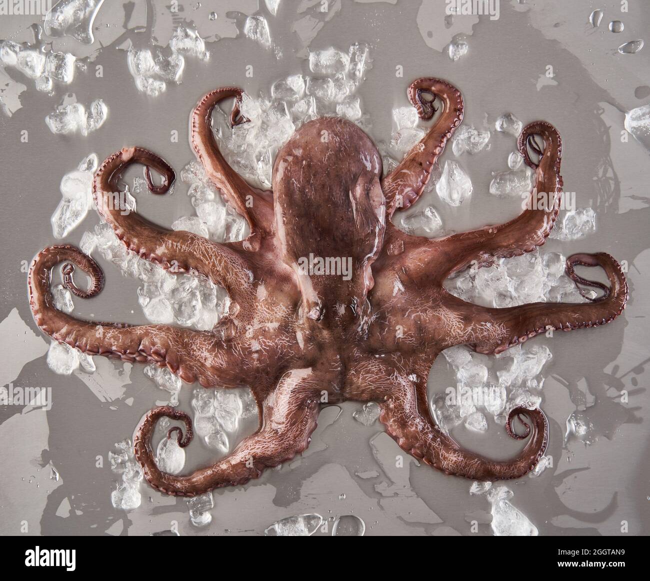 Fresh octopus in ice on a stainless steel cutting board, ready to be ...