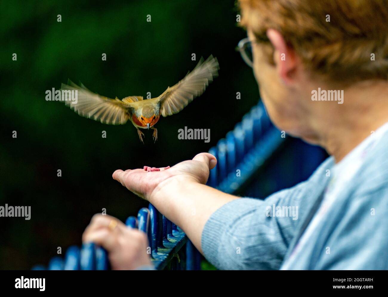 A lady hand feeds a wild robin at Sefton Park in Liverpool. Picture ...