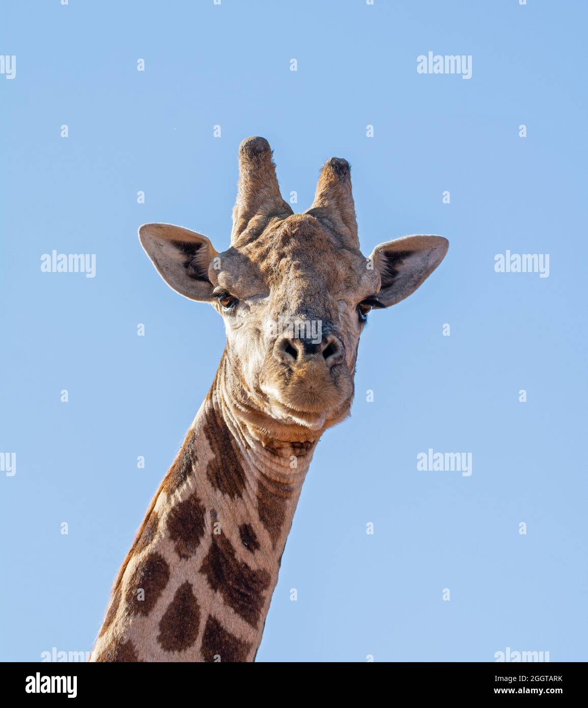 Closeup portrait of a Giraffe head in Southern Africa Stock Photo - Alamy