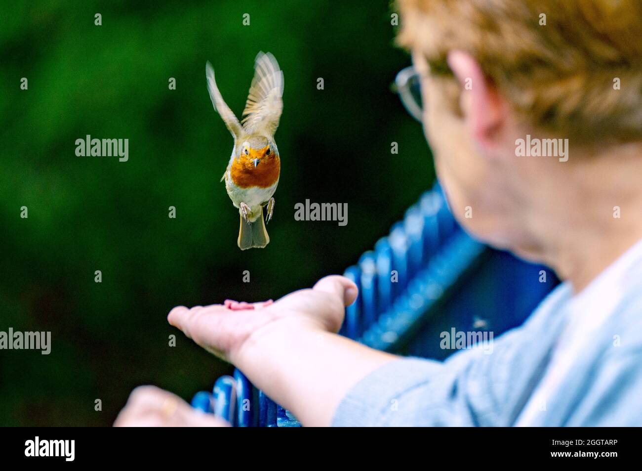 A lady hand feeds a wild robin at Sefton Park in Liverpool. Picture ...