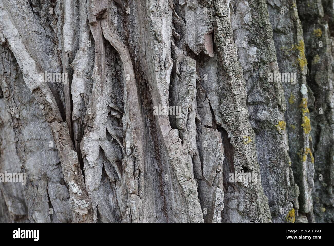 Closeup shot of a bumpy tree trunk surface - for backgrounds and ...