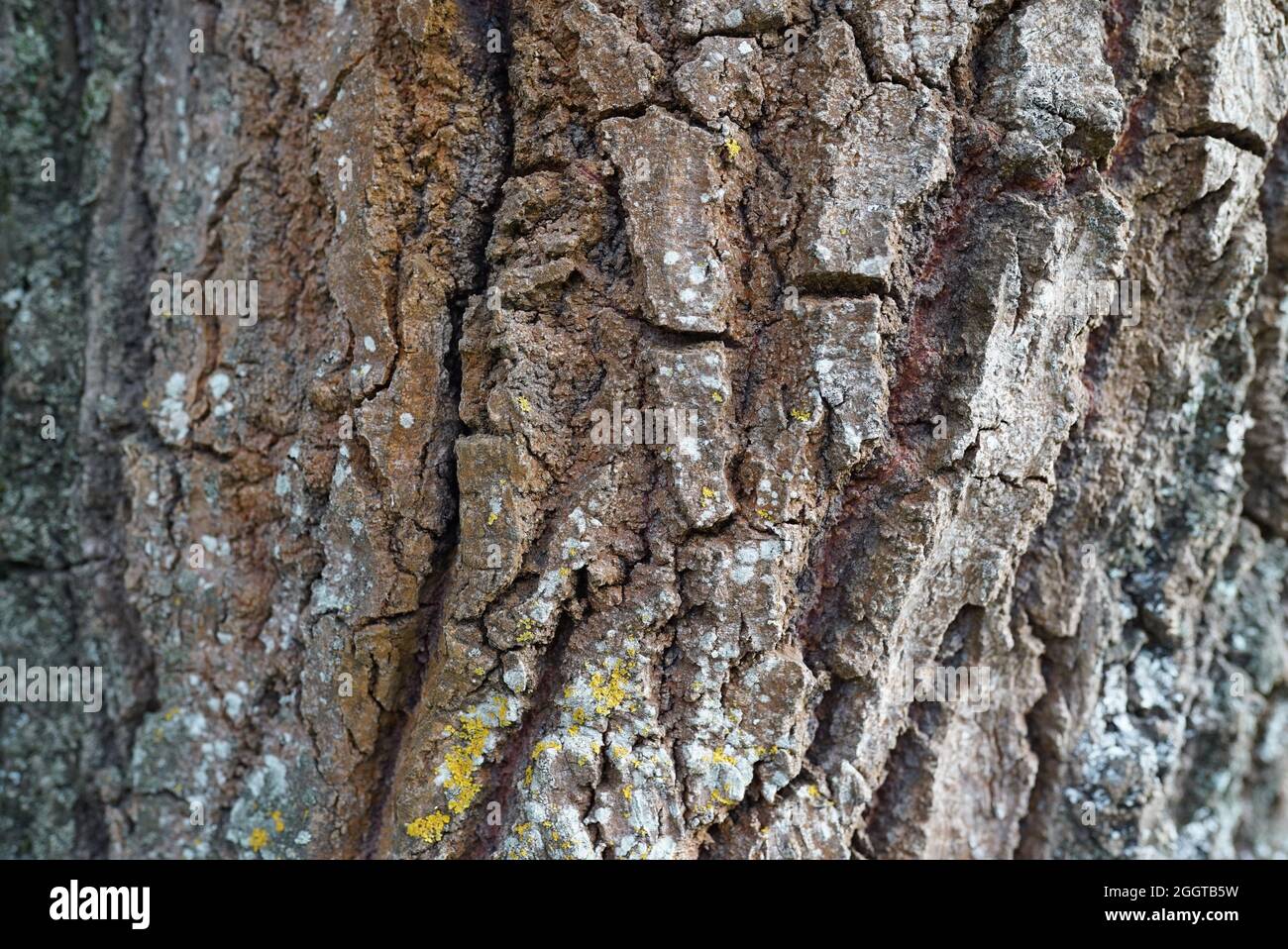 Closeup of a bumpy tree trunk surface - for backgrounds and textures ...