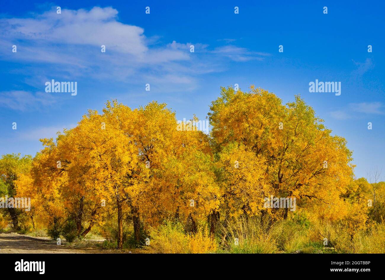 Populus diversifolia hi-res stock photography and images - Alamy