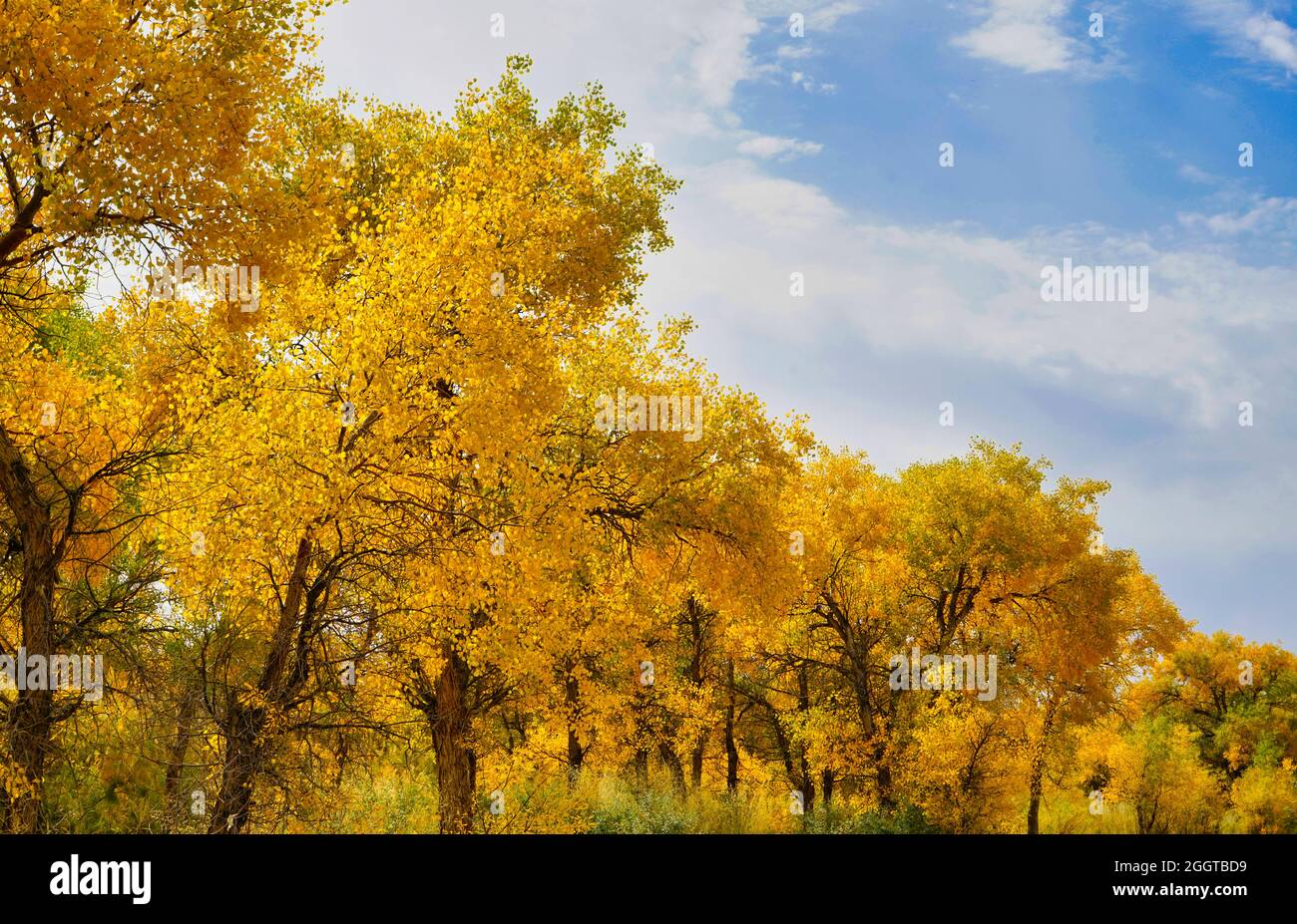 Populus diversifolia hi-res stock photography and images - Alamy