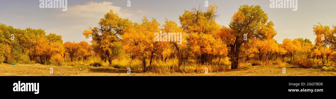 Populus diversifolia hi-res stock photography and images - Alamy