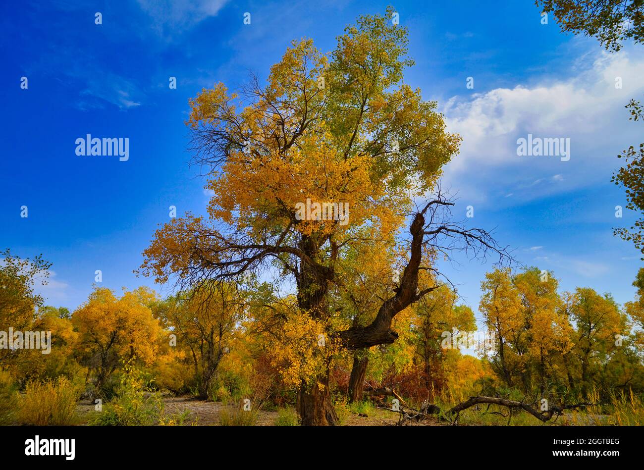The golden leaves of poplar(Huyang) trees look like plants in an oil ...