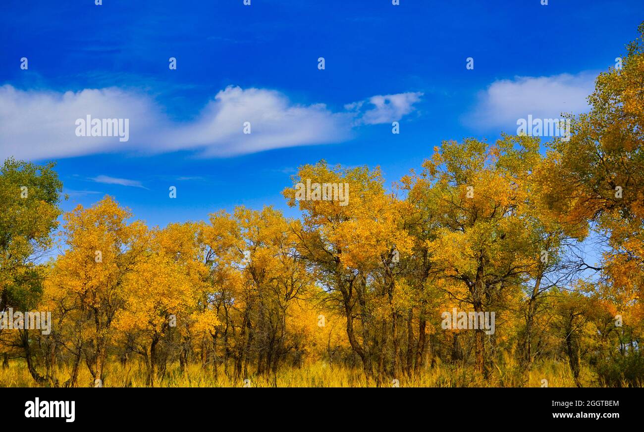 The golden leaves of poplar(Huyang) trees look like plants in an oil ...