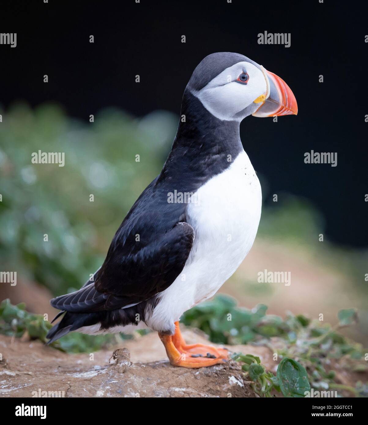 The atlantic puffin lives on the ocean and comes for nesting and ...