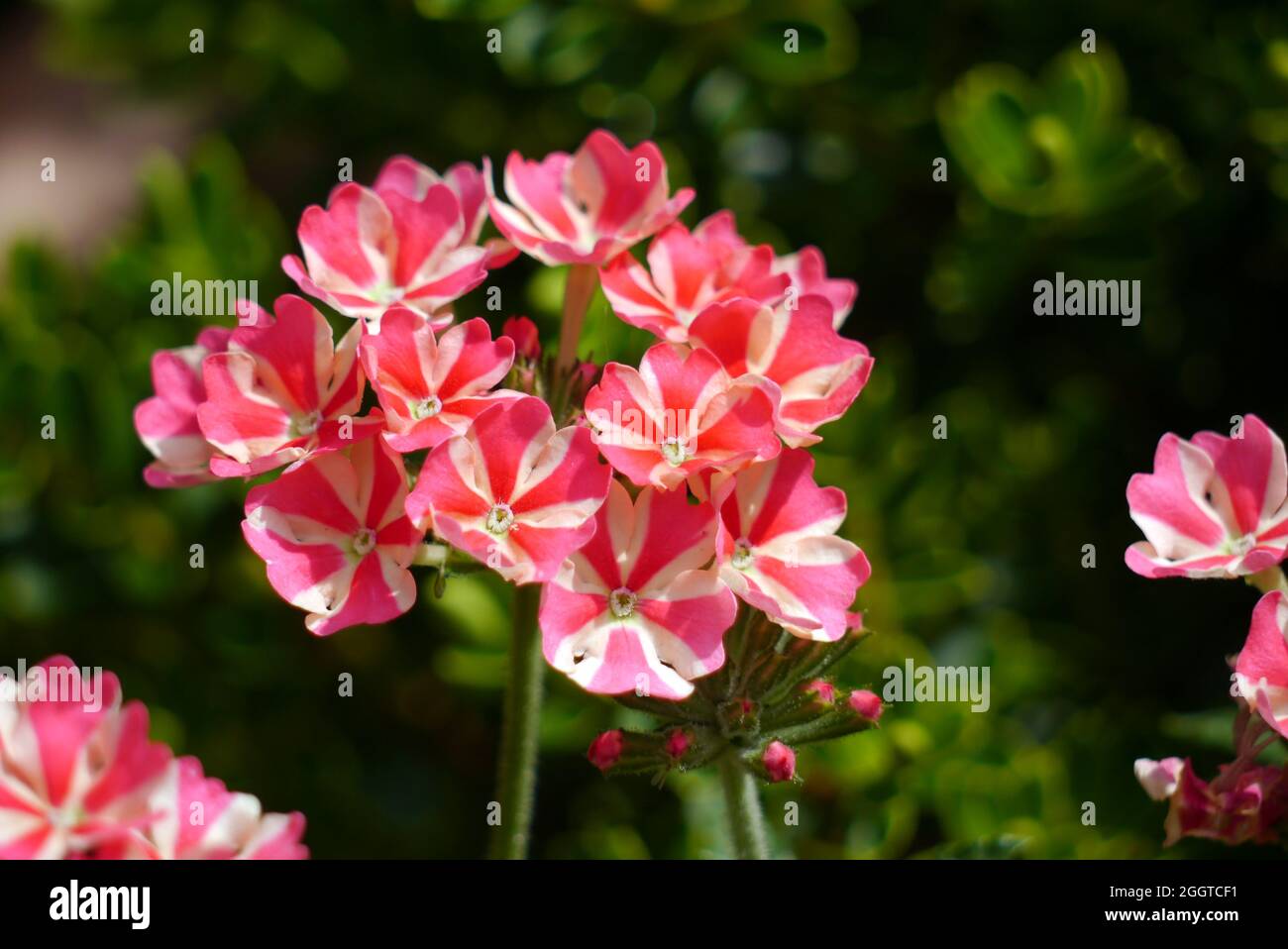 Pink and white verbena hi-res stock photography and images - Alamy