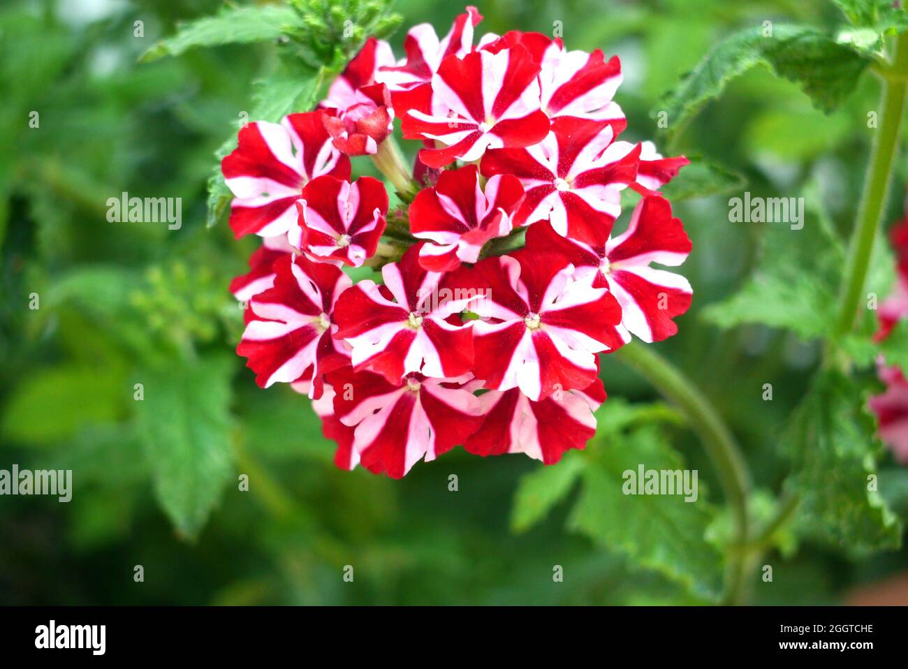 Red with White Striped Verbena Samira 'Deep Red Star' Flowers Grown in ...