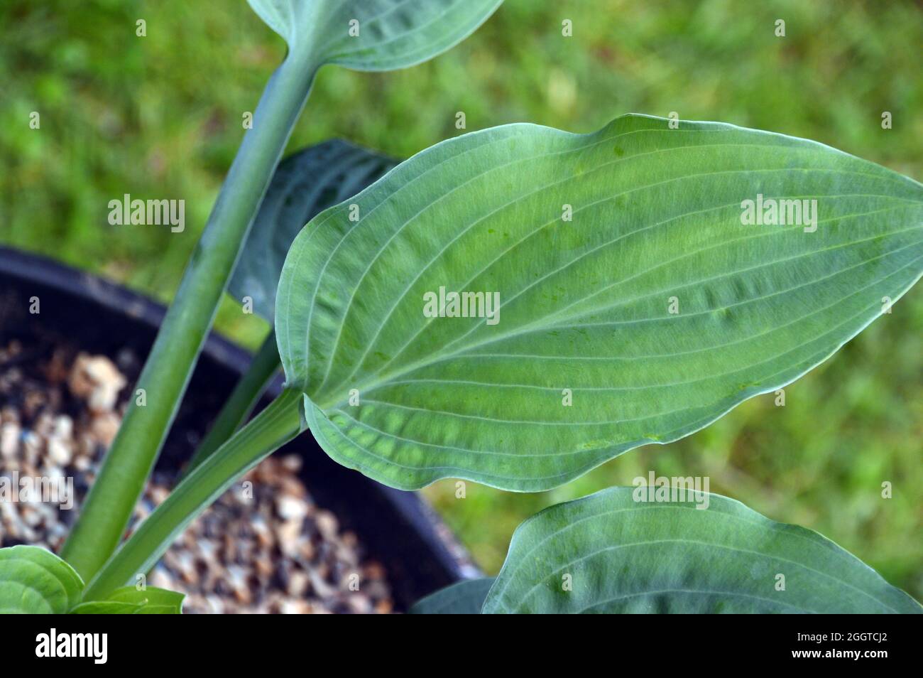 Green Leaves of the Hosta 'T-Rex' (Plantain Lily) Plant Grown in a ...