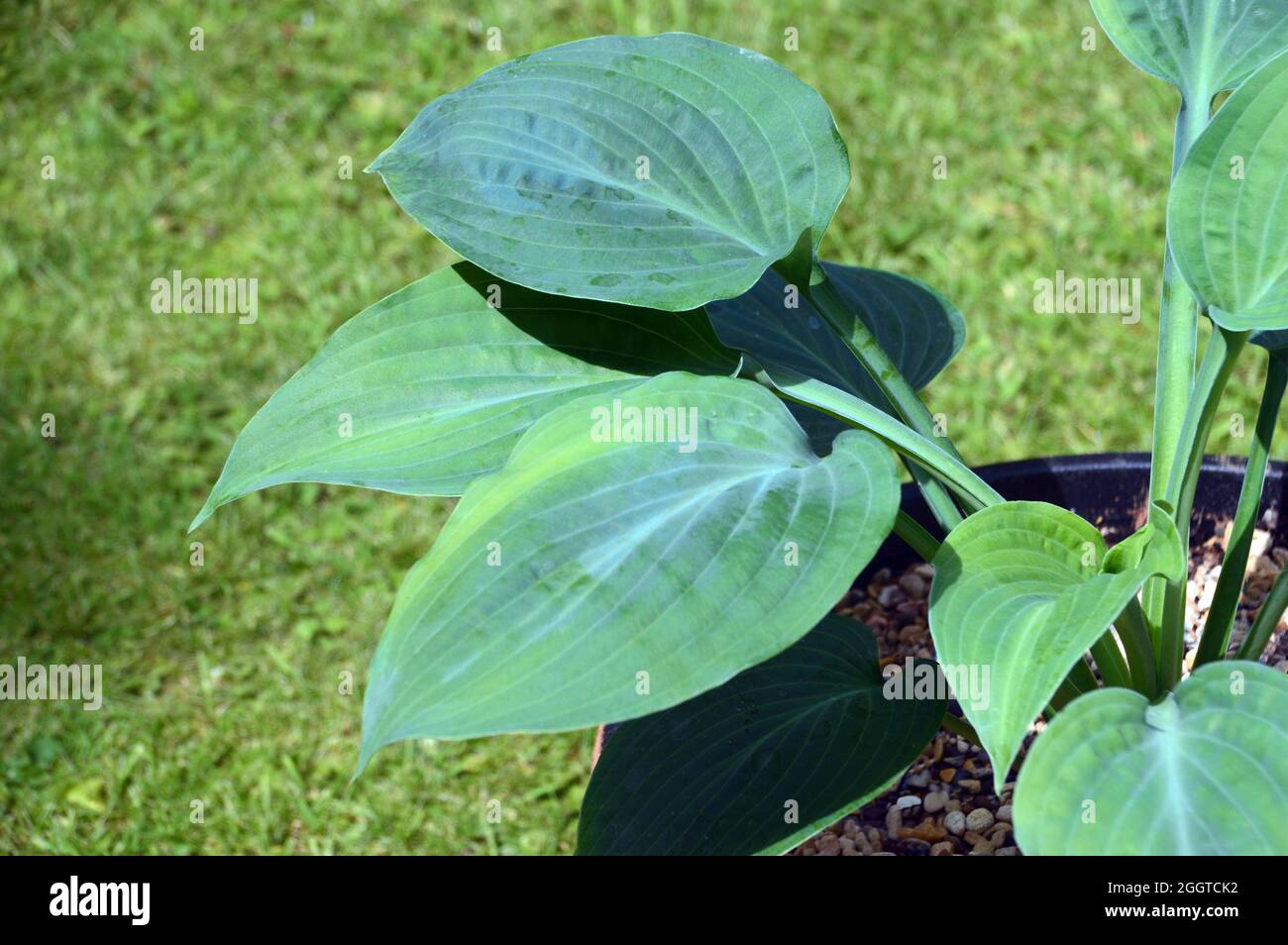 Green Leaves of the Hosta 'T-Rex' (Plantain Lily) Plant Grown in a ...