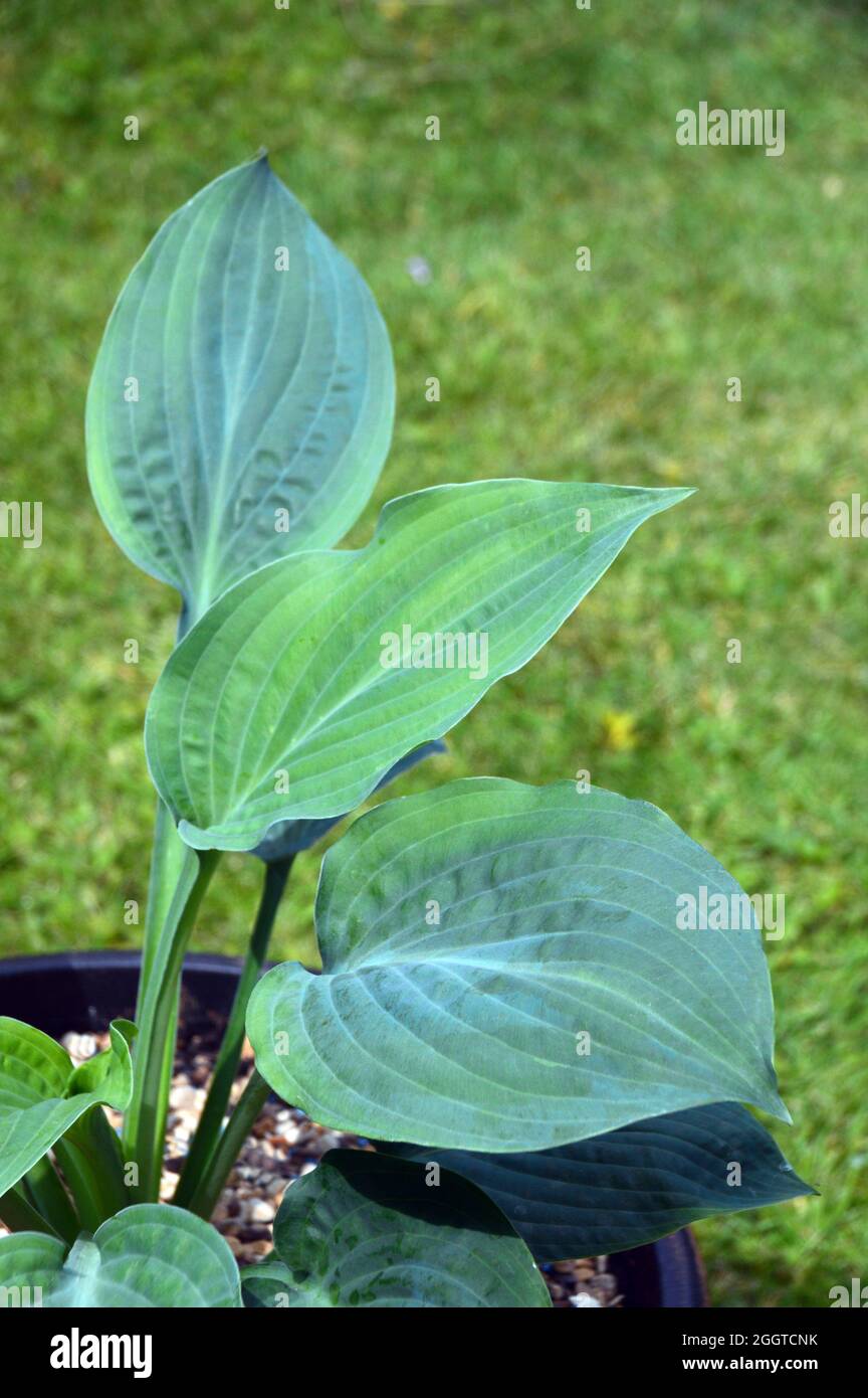 Green Leaves of the Hosta 'T-Rex' (Plantain Lily) Plant Grown in a ...