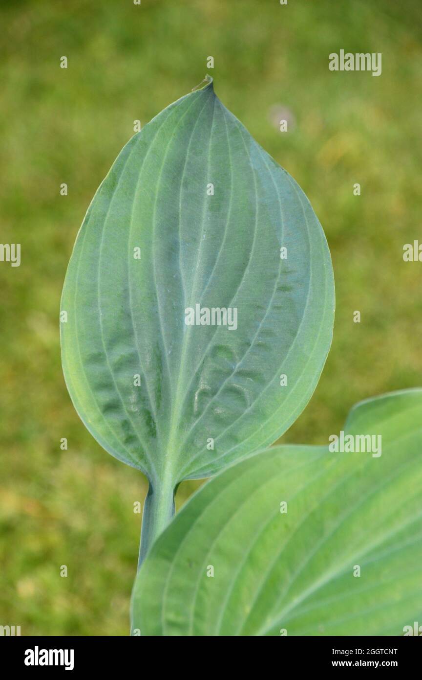 Green Leaves of the Hosta 'T-Rex' (Plantain Lily) Plant Grown in a ...