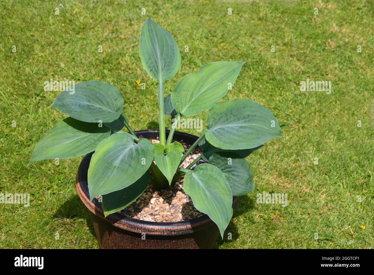 Green Leaves of the Hosta 'T-Rex' (Plantain Lily) Plant Grown in a ...