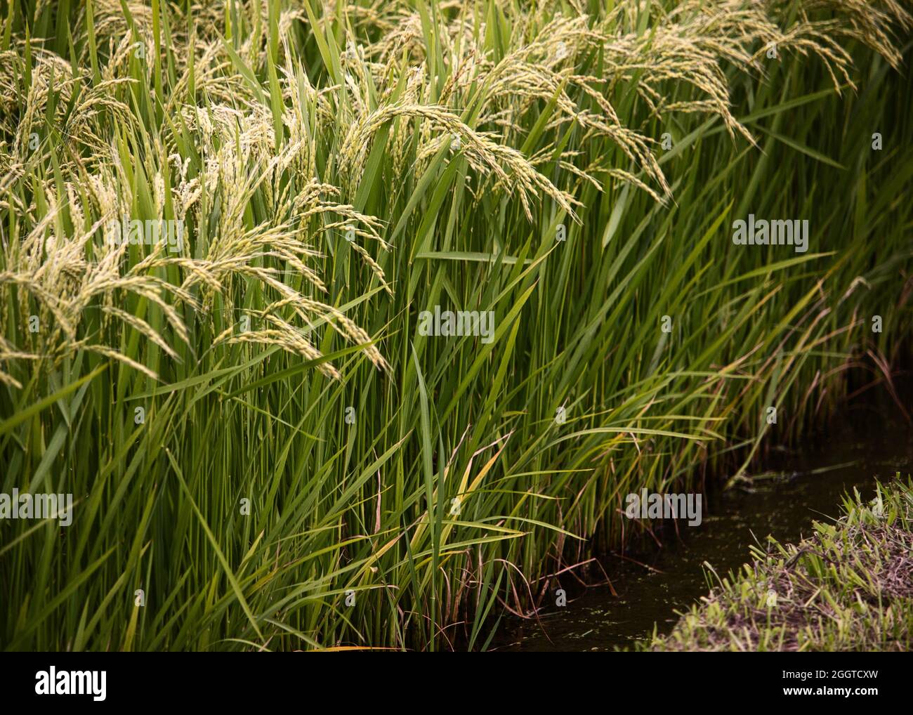 Ripening rice at the edge of a rice paddy Stock Photo - Alamy