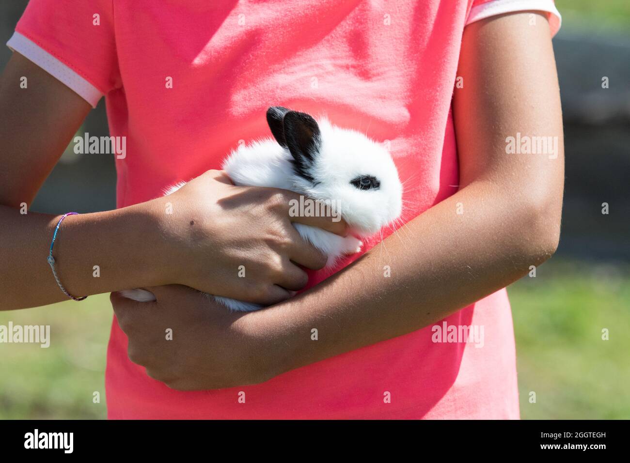 August 21, 2021: a small white rabbit with black ears and eyes is held ...