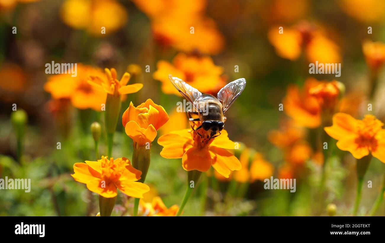 Black and orange bee hi-res stock photography and images - Alamy
