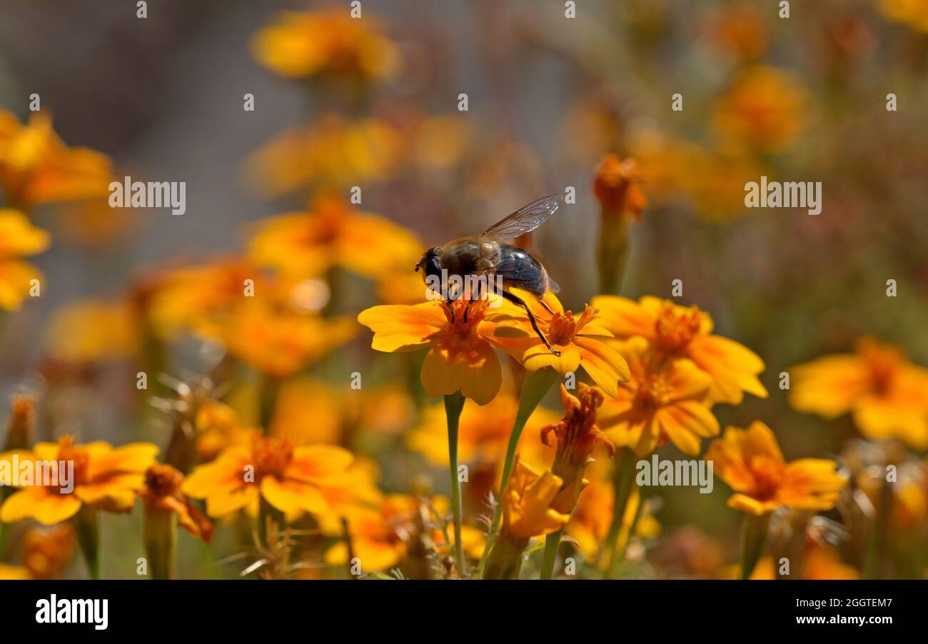 Black and orange bee hi-res stock photography and images - Alamy