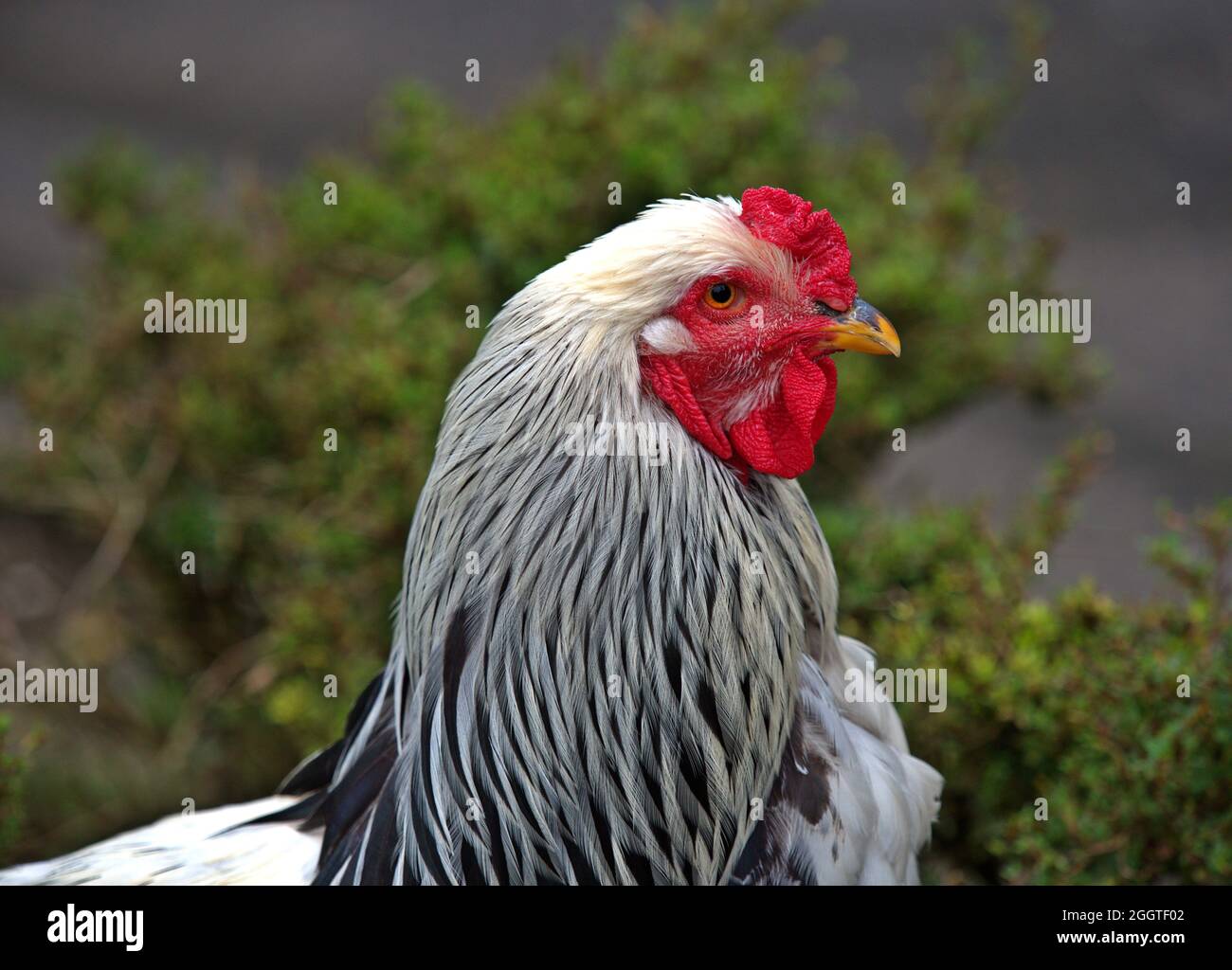 Side view of the head of a rooster Stock Photo - Alamy