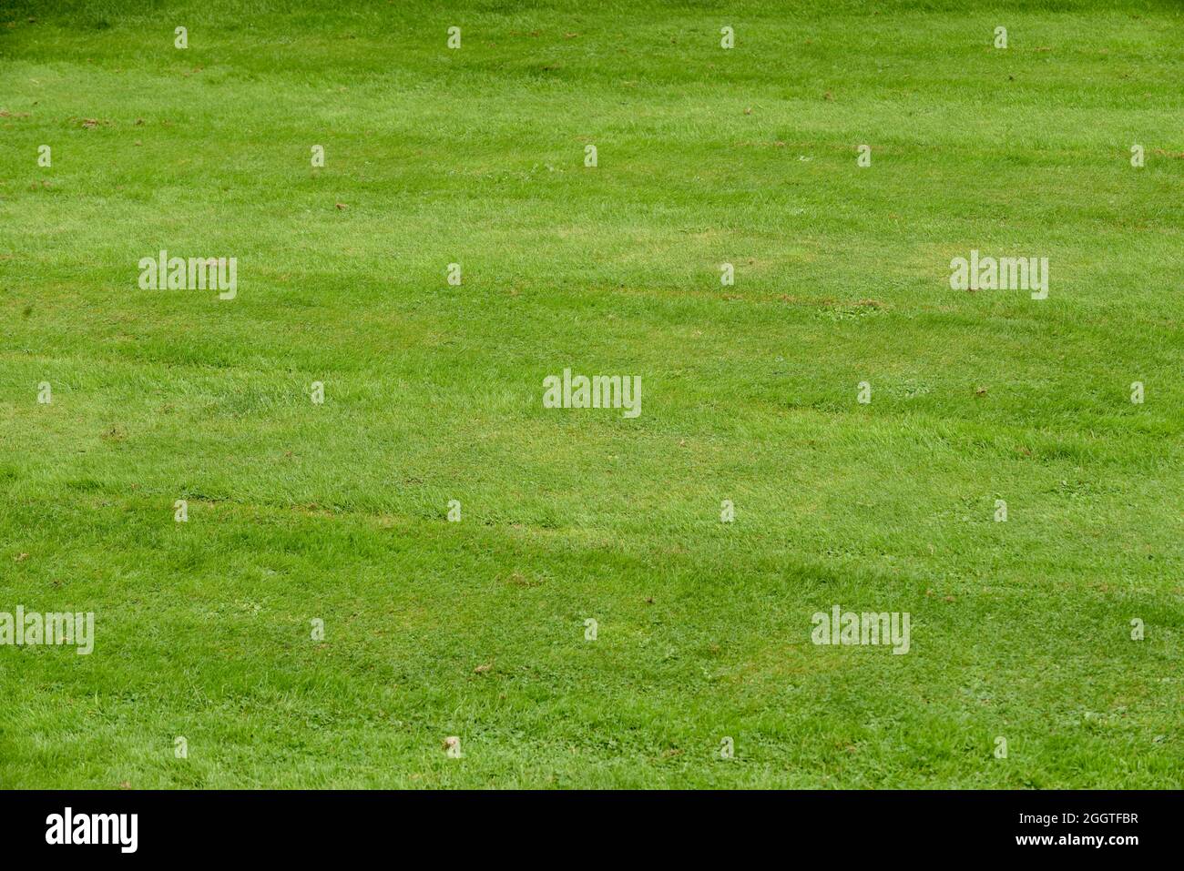 Grass texture from close up of a neat mown lawn background Stock Photo ...