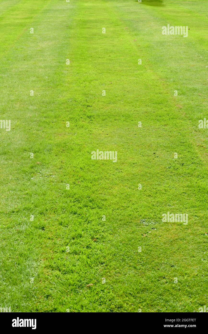 Grass texture from close up of a neat mown lawn background Stock Photo ...