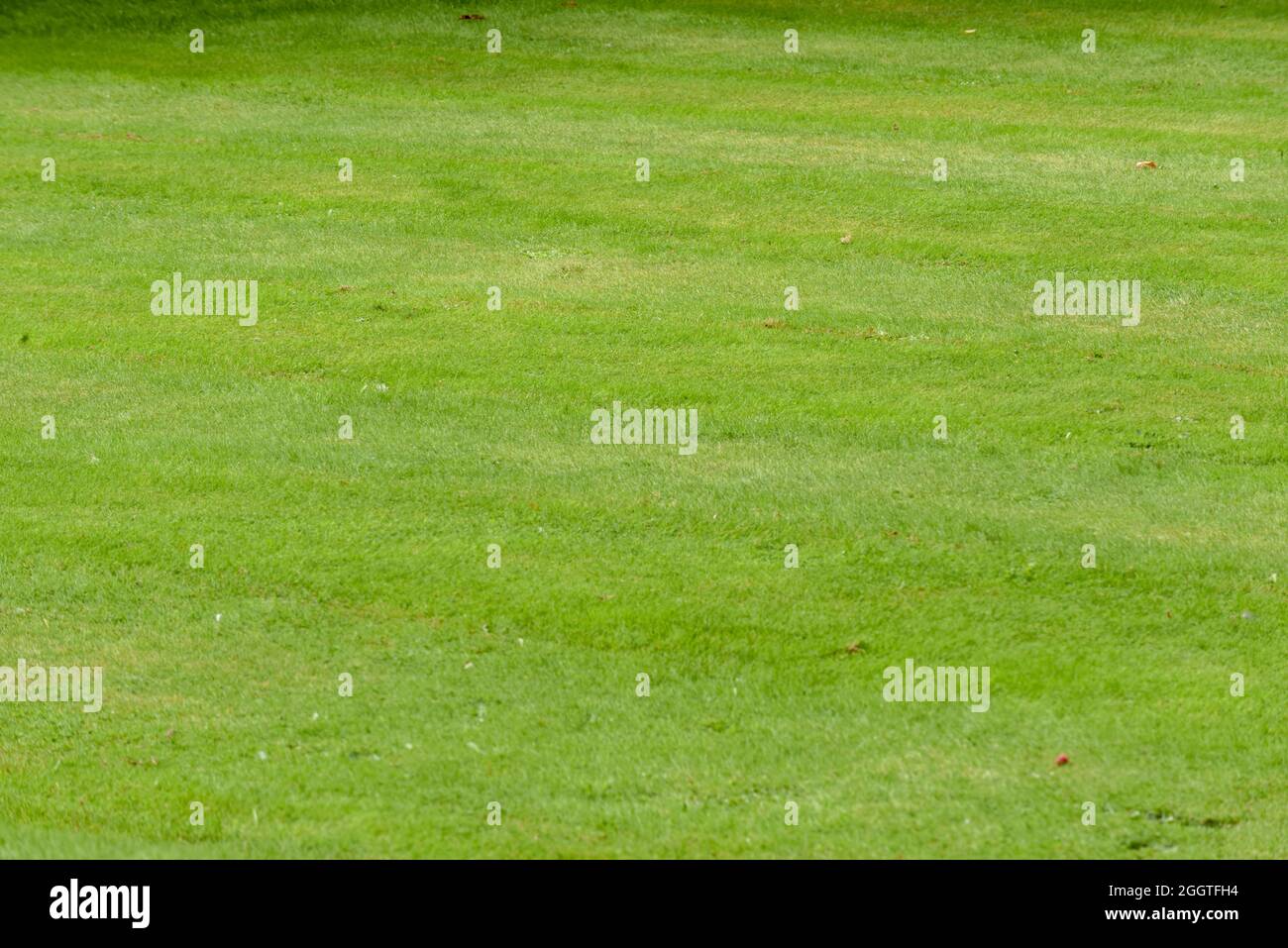 Grass texture from close up of a neat mown lawn background Stock Photo ...