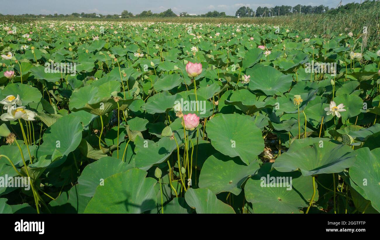 Background is the lotus leaf and lotus flower and lotus bud and tree ...
