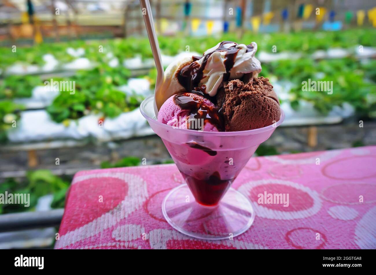 Three scoops of ice cream on the table. Strawberry chocolate vanilla ...