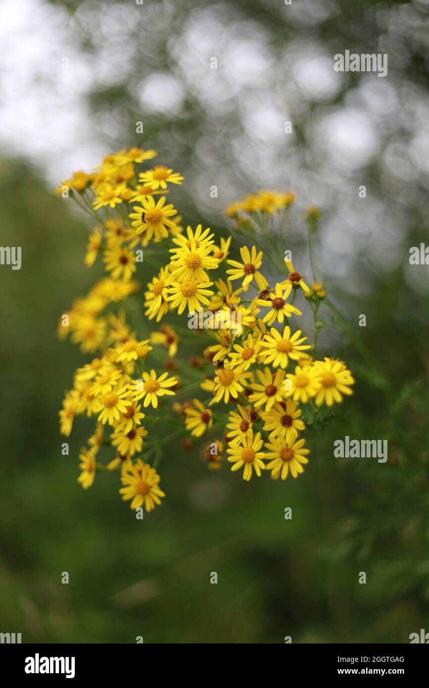 Ragworts hi-res stock photography and images - Alamy