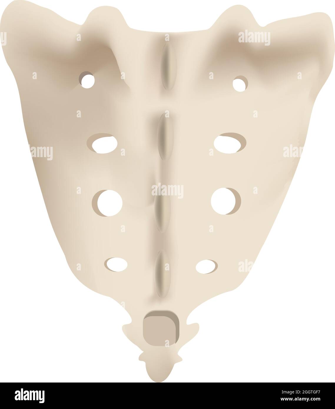 The structure of the aitch bone. Vector illustration on isolated ...