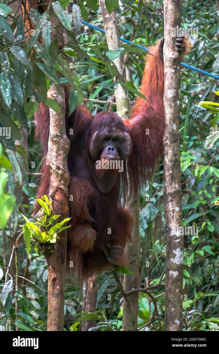 the male orangutan hanging on a tree holding on to the trunks of trees ...