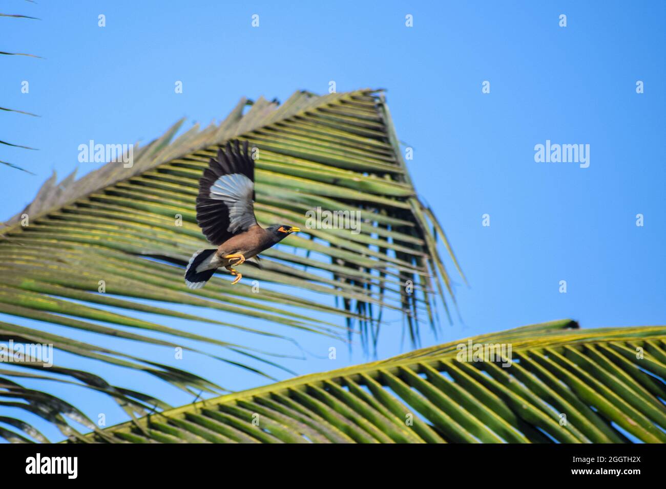 Closeup shot of a common myna bird flying off from a tree Stock Photo ...