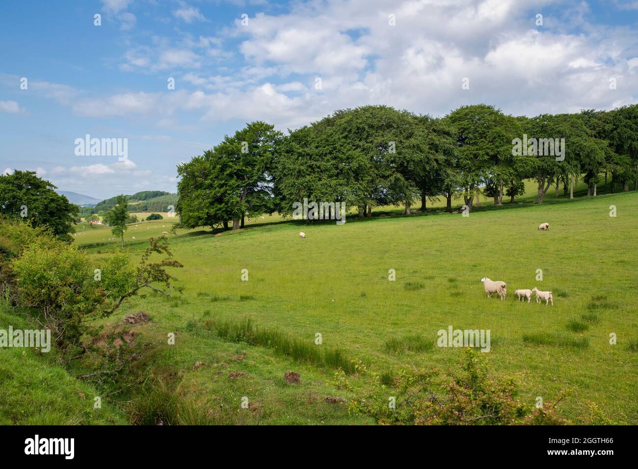 Scottish summer borders hi-res stock photography and images - Alamy