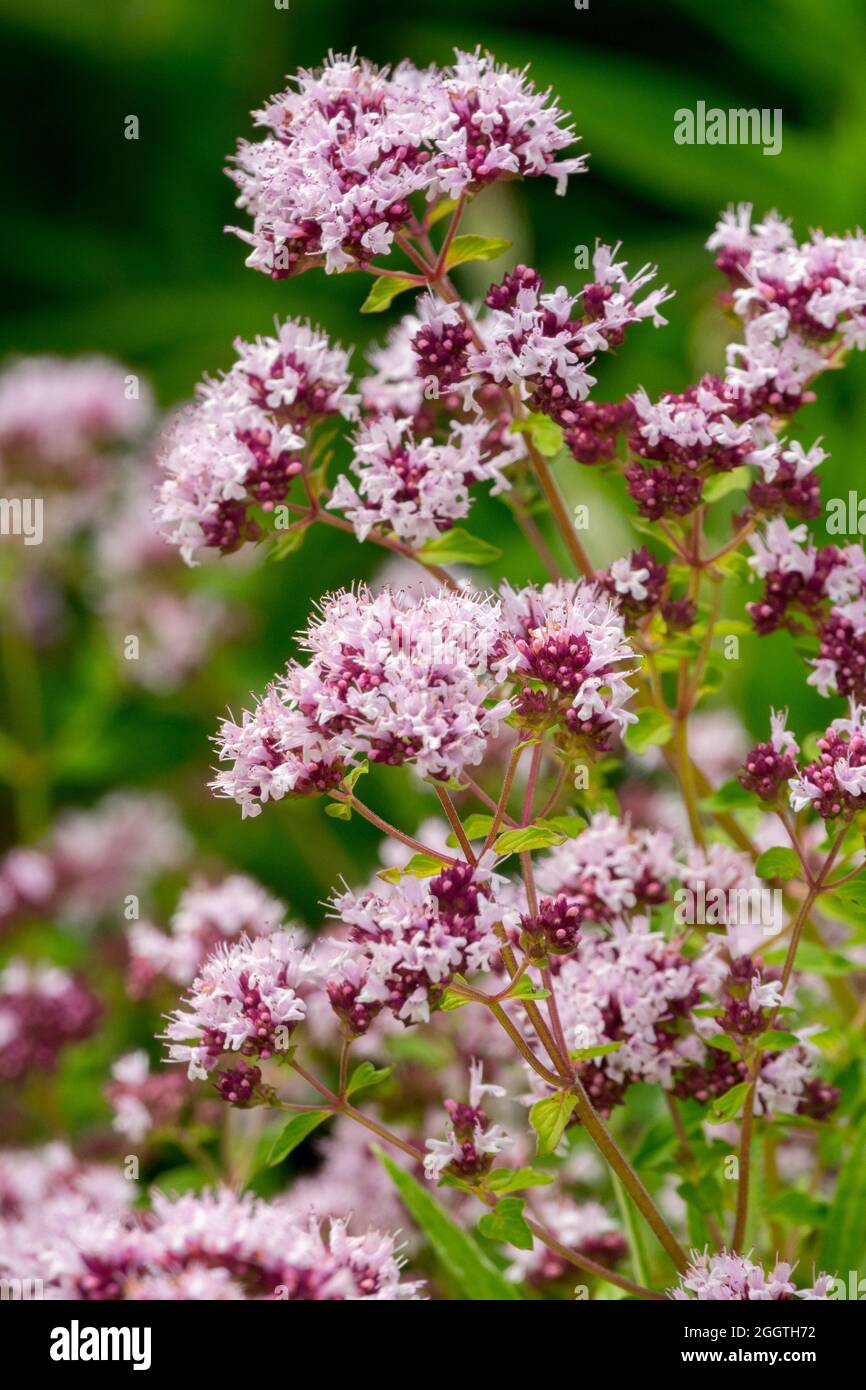 Marjoram flower plant hi-res stock photography and images - Alamy
