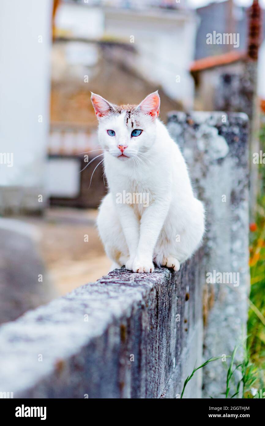 White wild cat sitting on a wall Stock Photo - Alamy