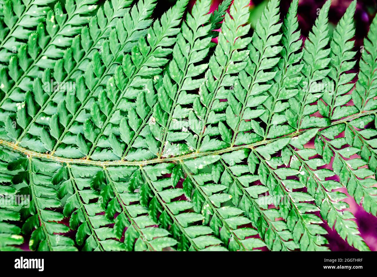Forest fern in sunlight. Can be used as background or wallpaper Stock ...