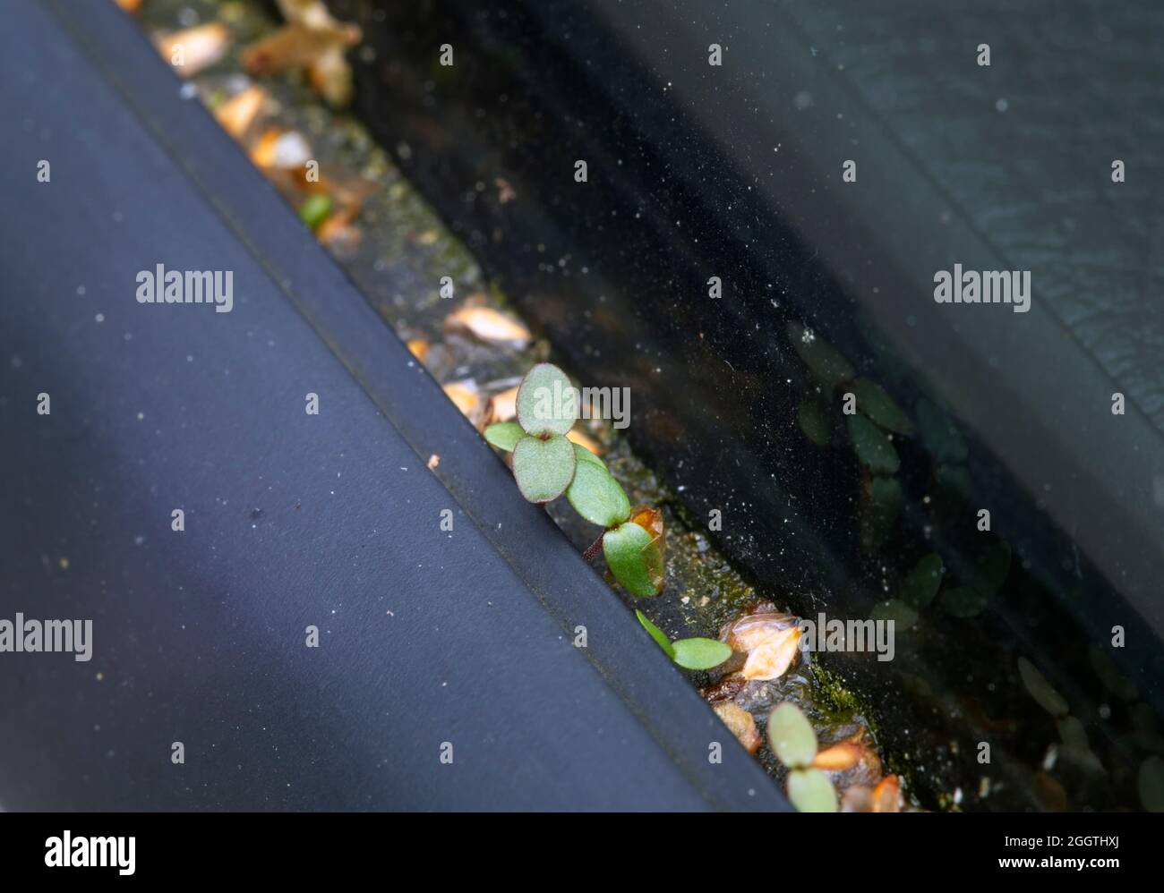 plant seeds and sprouts on car window Stock Photo - Alamy