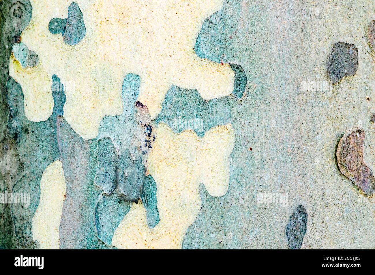 Texture of a Tree bark. Close-up of natural camouflage tree background ...