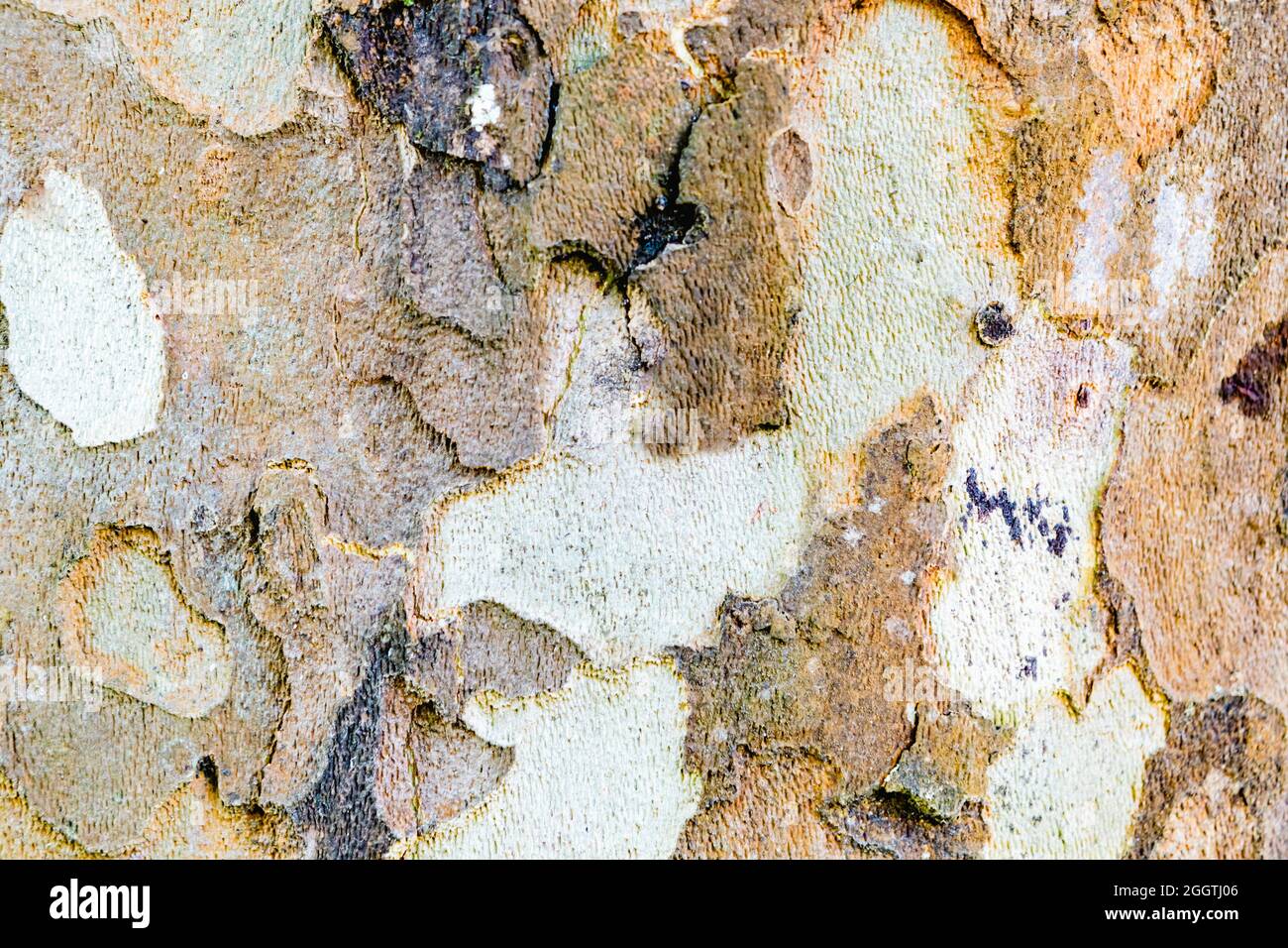 Texture of a Tree bark. Close-up of natural camouflage tree background ...