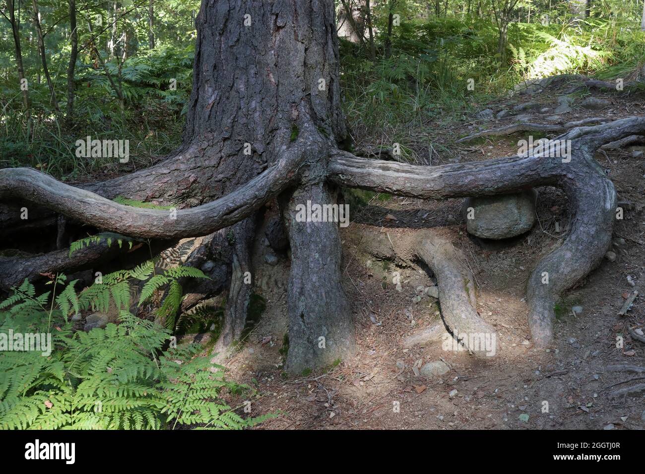 exposed Pinus Sylvestris pine tree roots in forest Stock Photo - Alamy