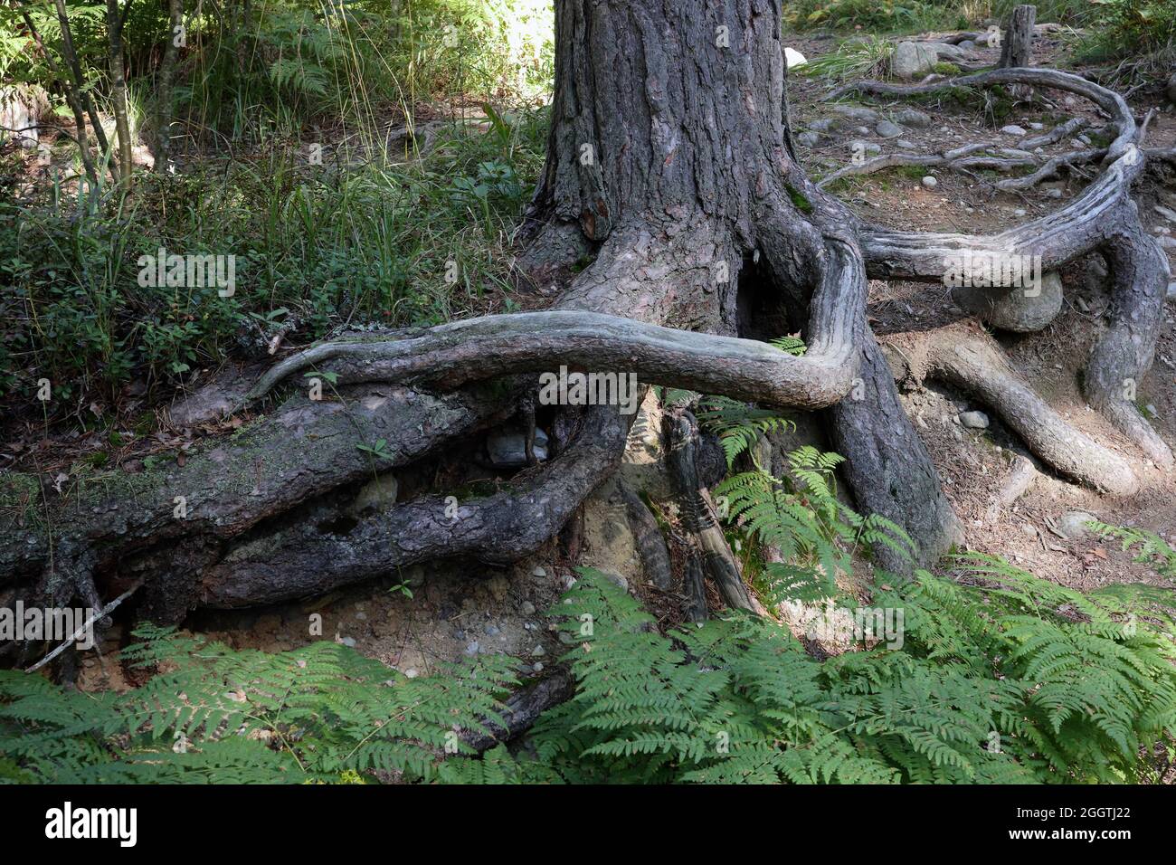 exposed Pinus Sylvestris pine tree roots in forest Stock Photo - Alamy