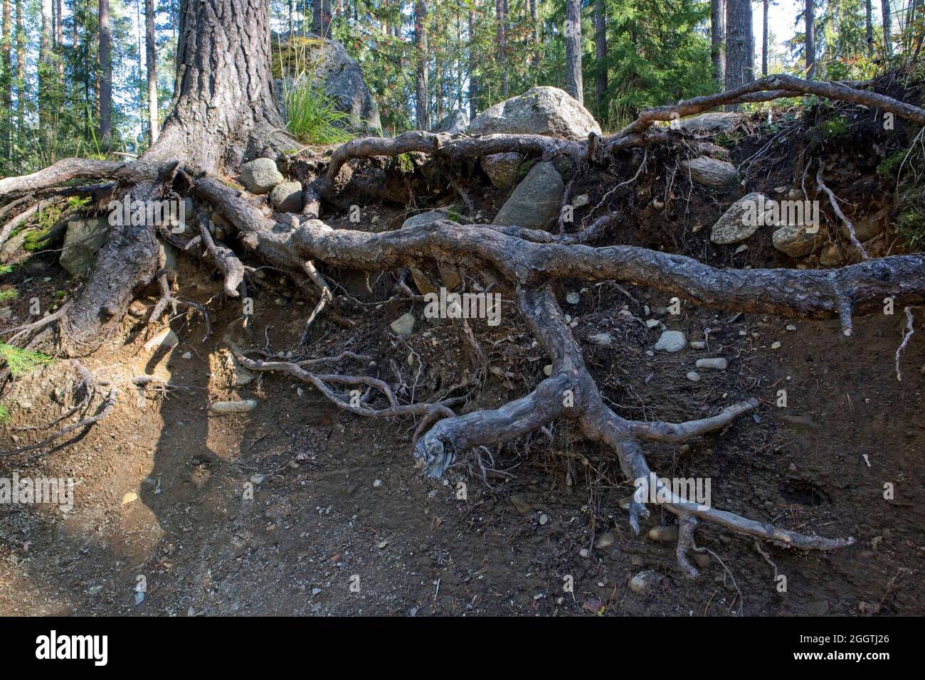 exposed Pinus Sylvestris pine tree roots in forest Stock Photo - Alamy