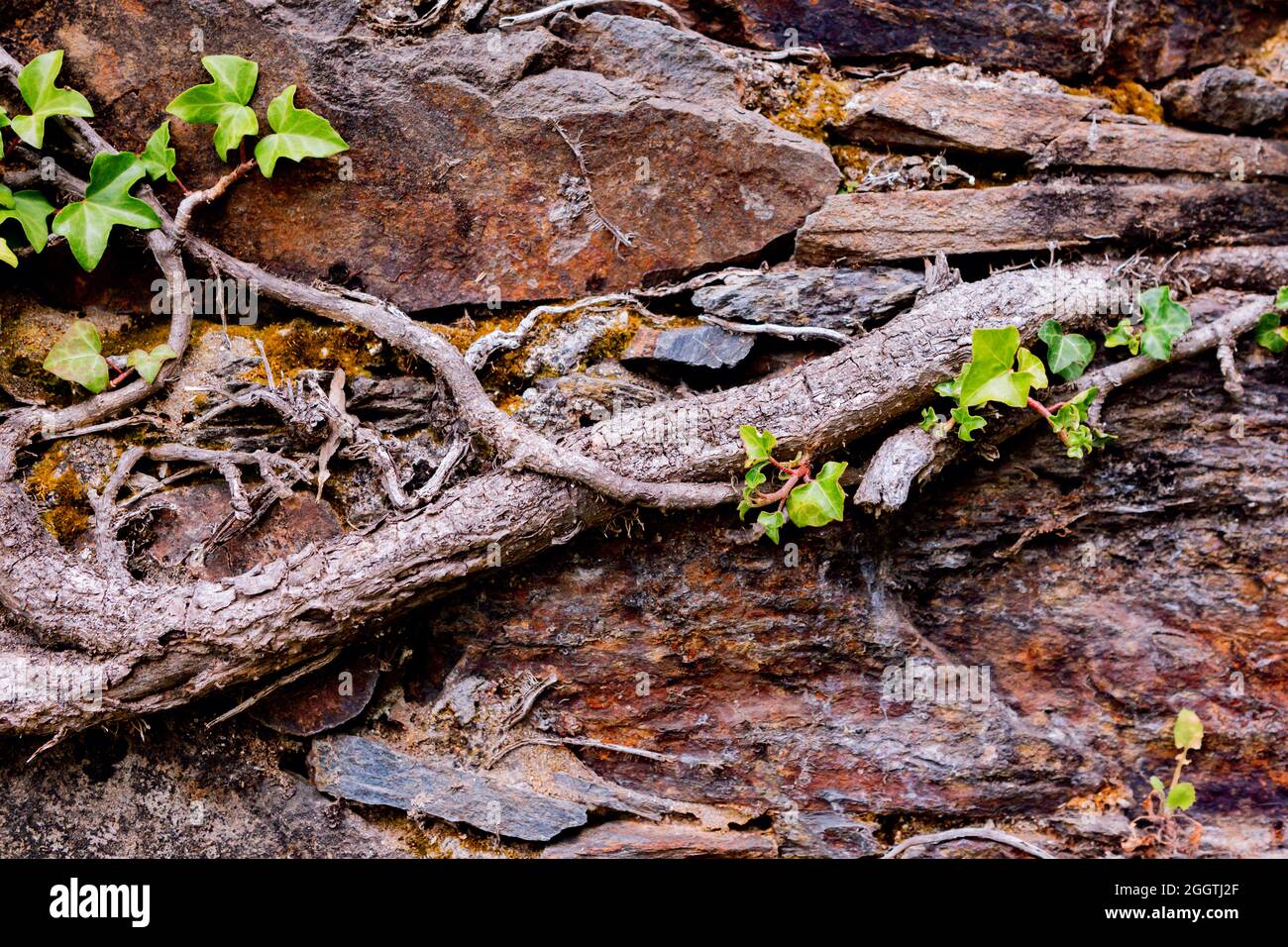 Creeping moss tree trunk hi-res stock photography and images - Alamy