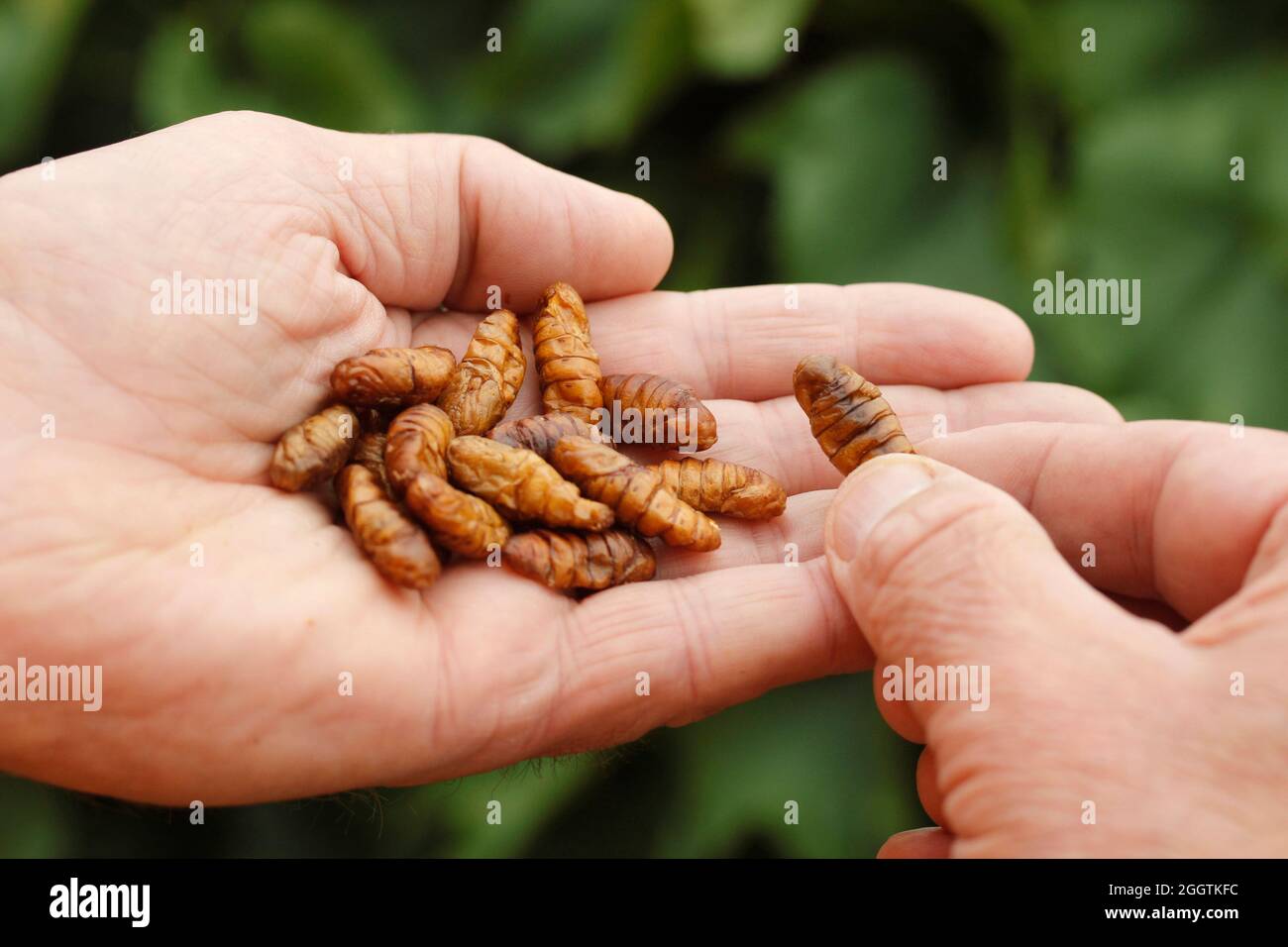 Silkworms hi-res stock photography and images - Alamy