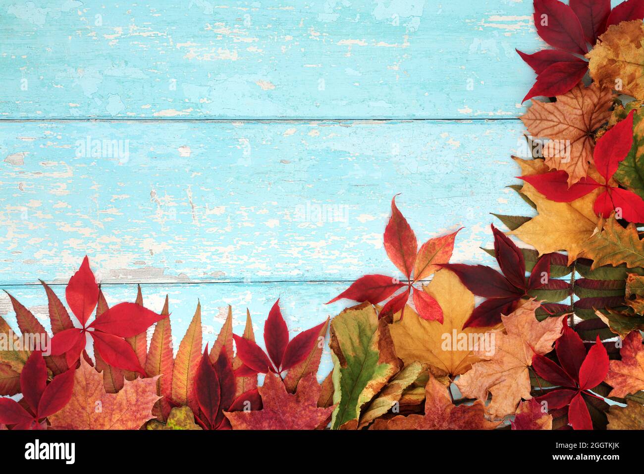 Autumn background border on rustic blue wood with colourful maple ...