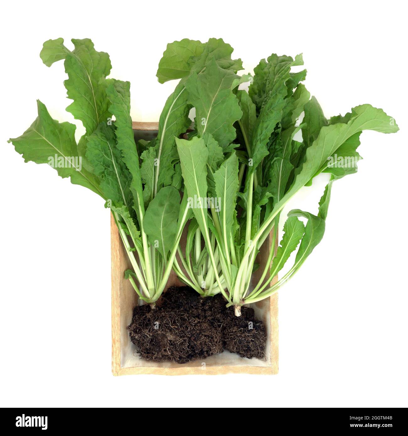 Rocket plants with green leaves and roots in soil in a wooden box ...