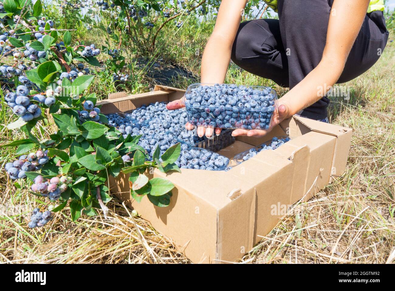 Farm worker placing a plastic container full of freshly picked ...