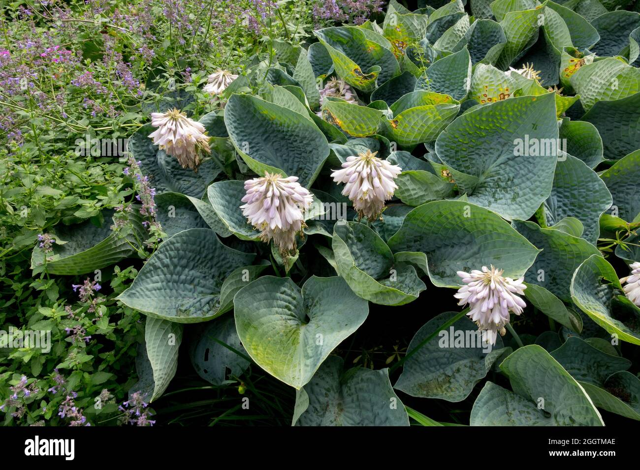 Hosta 'Lilac Giant' Stock Photo - Alamy